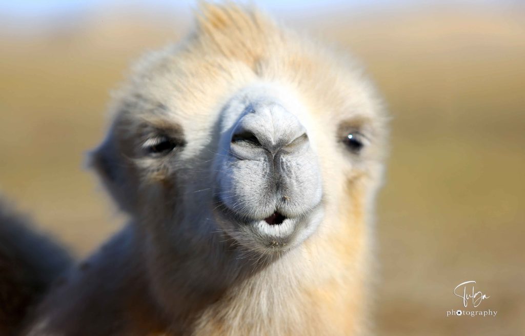 Gobi & Khuvsgul Lake Tour Mongolia - Mongolia Tours | Nomadic Trails